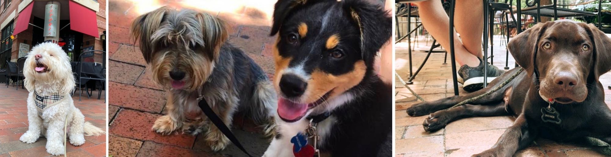 Doggie Menu – Astoria Caffe Wine Bar – Addison Circle Cafe in Addison, TX